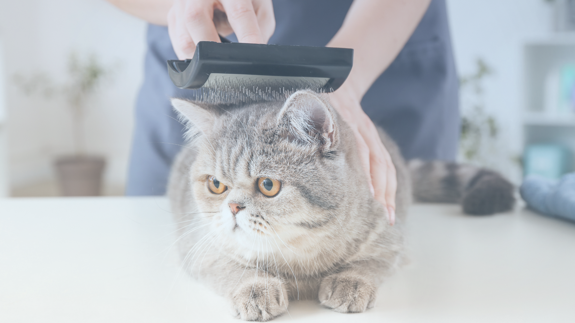 The Ultimate Guide to the Best Cat Brushes: insure-data